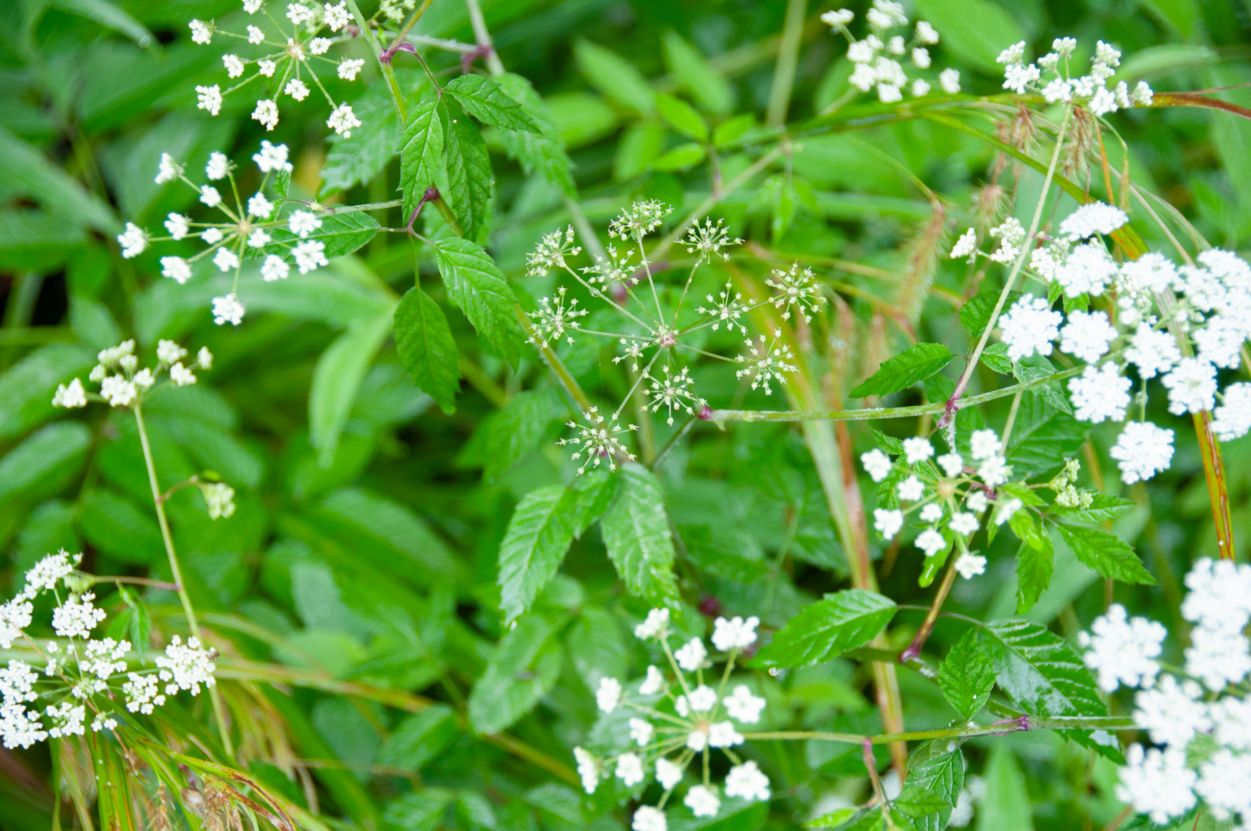 Water Hemlock Identification